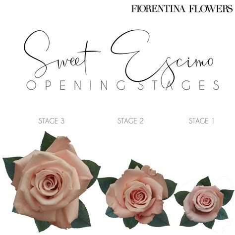 Sweet Escimo Fiorentina Flowers