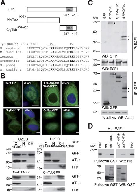Nuclear localization of γtubulin affects E2F transcriptional activity