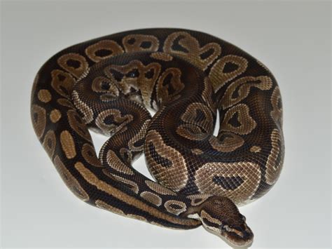 Brown Back Morph List World Of Ball Pythons