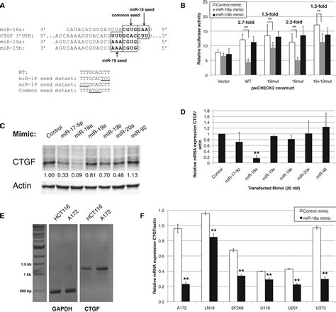 Targeting Of Tgfβ Signature And Its Essential Component Ctgf By Mir 18