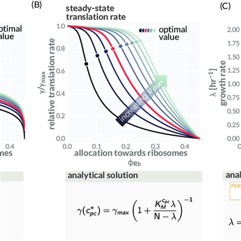 figure supplement 3 modeling predictions of steady growth behavior
