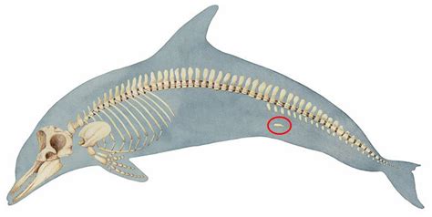 Dolphin Skeletons