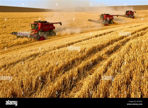 Multiple Case Combines Harvesting Wheat On The Hills Of The Palouse