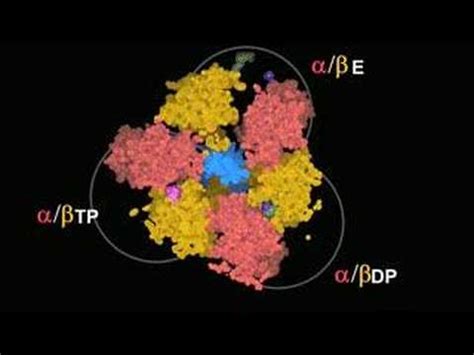 ATP Synthase Top View YouTube