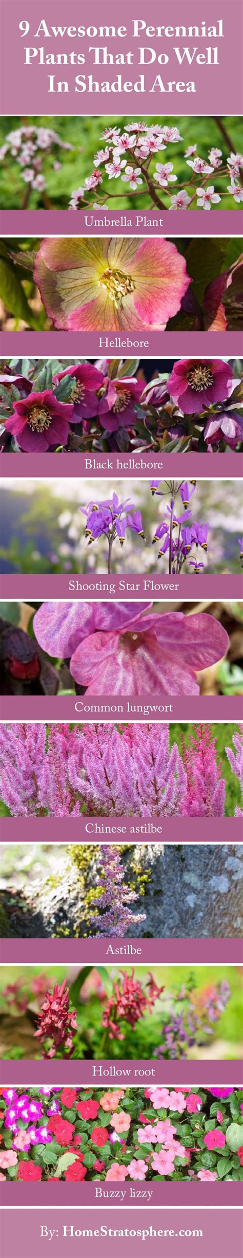 80 Popular Types Of Flowers 2023 List Photos Types Of Flowers