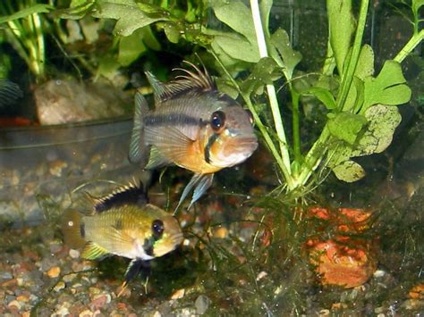 Apistogramma Atahualpa