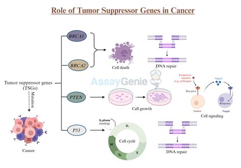 Tumor Suppressor Genes The Molecular Biology Of Cancer Basicmedical