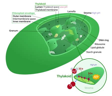 Thylakoid Definition Structure Function Lesson Study