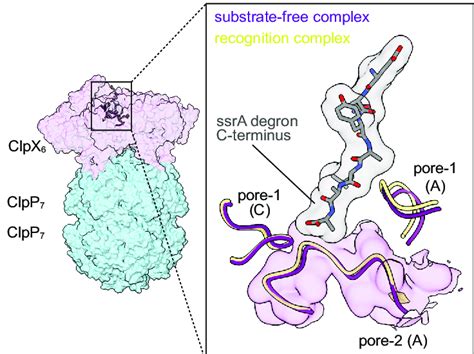 Clpx Pore 1 And Pore 2 Loops Adopt Similar Conformations In