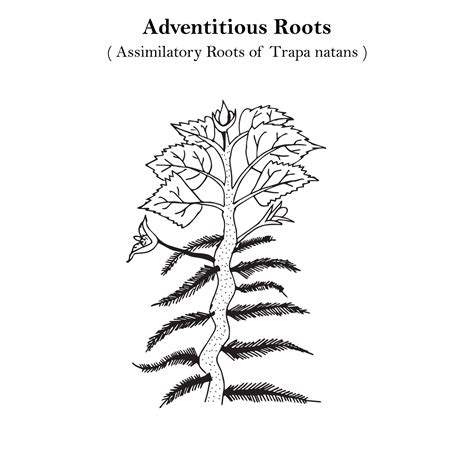 Adventitious Roots Assimilatory Roots Trapa Natansbotany Concept