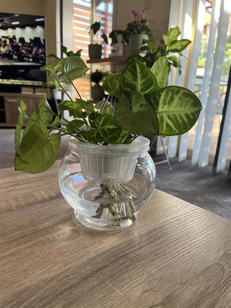Plants That Grow In Water Indoor