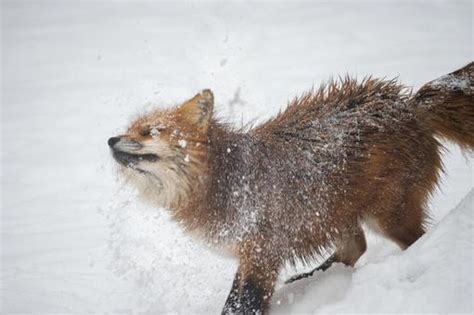 3ページ目 キツネの写真素材｜写真素材なら「写真ac」無料（フリー）ダウンロードok
