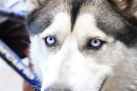 Canis Lupus Familiaris Canidae Foto Gratis En Pixabay Pixabay