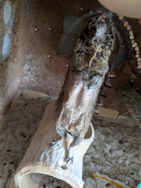 Overgrown Teeth Help Rdegus