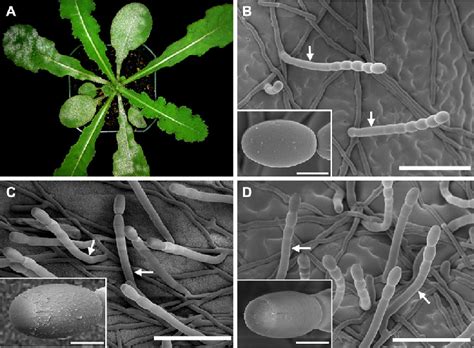 Scanning Electron Micrographs Illustrating Morphological Differences