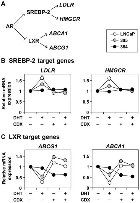 The Effect Of Androgen Receptor Status On Androgen Regulated