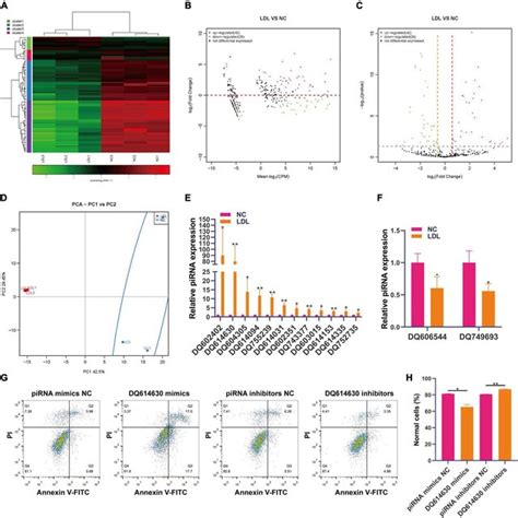 Differential Expression Of Mirna In Rat Endothelial Cells Treated With Download Scientific