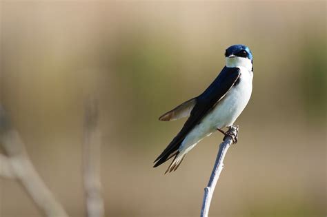 Tree Swallow Imagebase