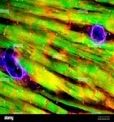 Heart Tissue Fluorescence Deconvolution Micrograph Of A Section Through Heart Tissue The Heart