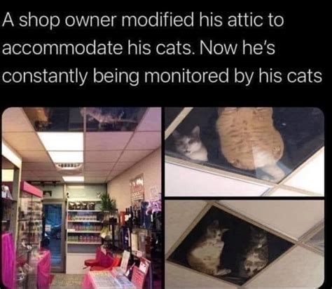 Cat Security Meme By Damusicgamer Memedroid