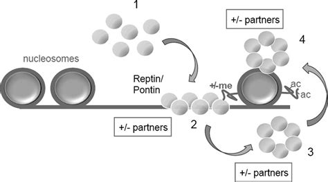 Model For Reciprocal Interplay Between Reptinpontin Proteins And