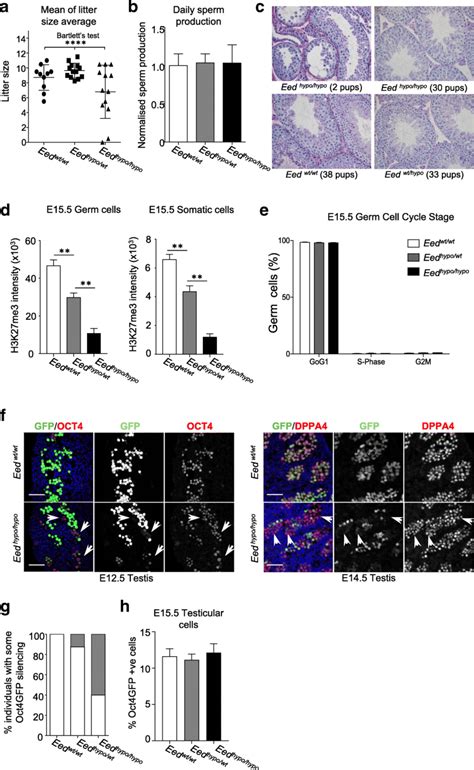 Reduced Eed Function Resulted In Male Subfertility And Reduced Litter Download Scientific