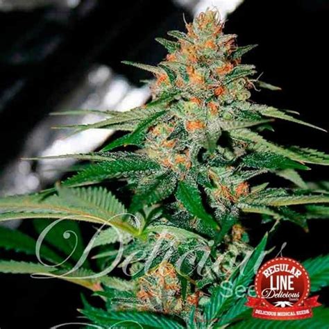 Delicious Candy Regular De Delicious Seeds Semillas Regulares