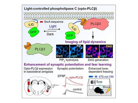 Manipulating Cellular Lipid Signaling With Light — New Technology