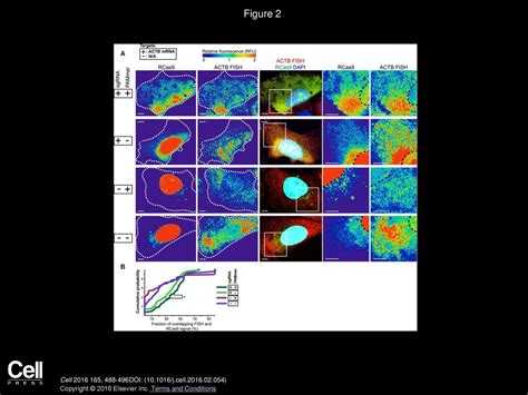 Programmable Rna Tracking In Live Cells With Crispr Cas9 Ppt Download
