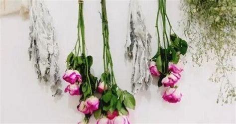 哪些花可以做干花妖娆的玫瑰也有这样恬静的一面
