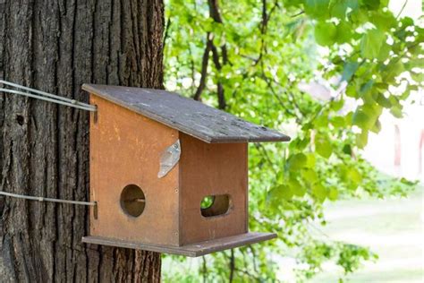 How To Hang A Birdhouse Without Harming The Tree Green Backyard