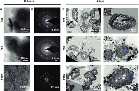 Tem Showed The Formation Of Biomimetic Mineralized Collagen Fibers A Download Scientific