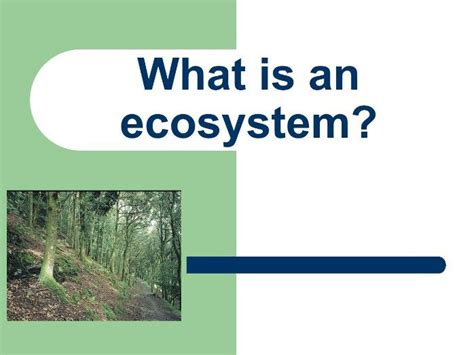 Introduction To Ecosystems Lesson Teaching Resources