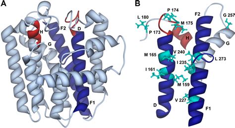 Figure 11 From A Bifunctional Geranyl And Geranylgeranyl Diphosphate Synthase Is Involved In