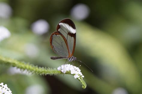 Free Images Nature Branch Blossom Wing Leaf Flower Petal Green