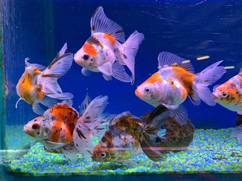 Ryukin Goldfish Tank Ryukin Goldfish Care Guide Your Aquarium Place