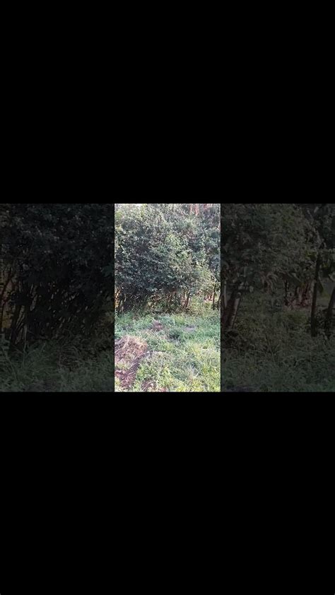 Relaxing Bird Soundsvrelaxing Sleep Nature Windsounds Birdsounds