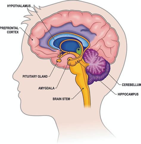 Spatial Visualization Techniques For Cognitive Neuroanatomy By Paul Apr 2025 Medium