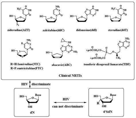 Nucleoside Reverse Transcriptase