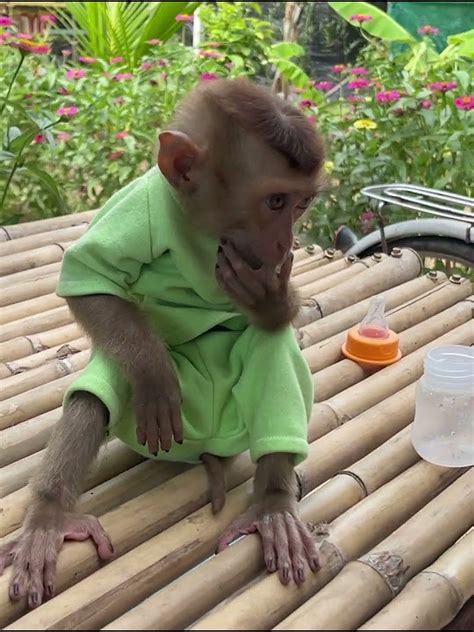 Shorts Viral Youtubeshorts Monkey Shortsvideo Monkeys