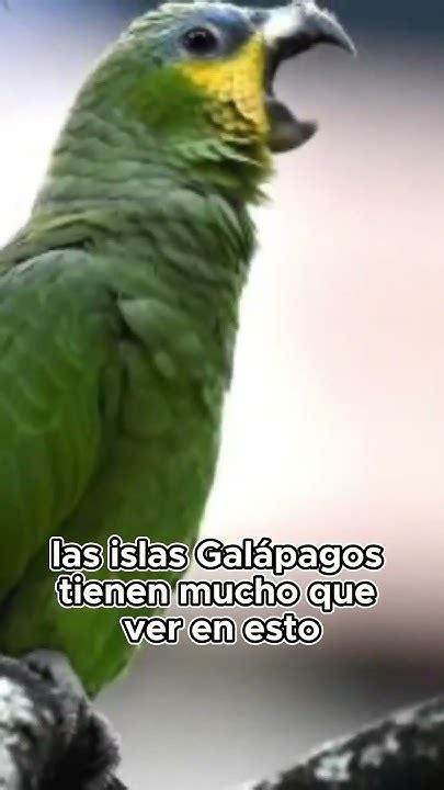 Los 17 PaÍses Megadiversos 7 Youtube