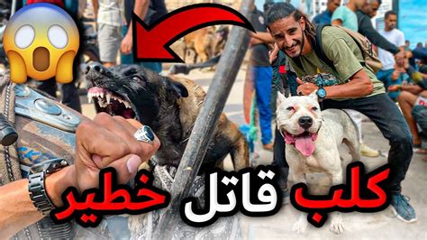أشرس كلاب في العالم العربي كلاب ممنوعة خطر الموت 🤯🚫 سوق القريعة Youtube
