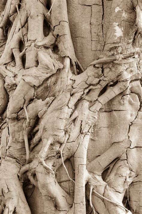 Tree Roots Texture For Background Stock Image Image Of Branch Moss