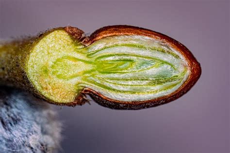 A Cut Of A Flower Bud On A Spring Tree View In A Microscope Stock