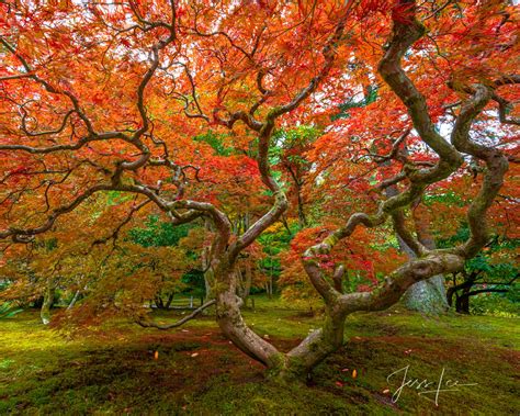 Fames Of Fall Japanese Maple Washington Usa Fine Art Photos By