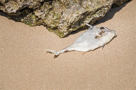 죽은 물고기 사체가 통째로 해변으로 밀려왔다 수질오염 방사능 기후변화 환경문제위기 생태재해로 썩어가는 생물 강에 대한 스톡 사진