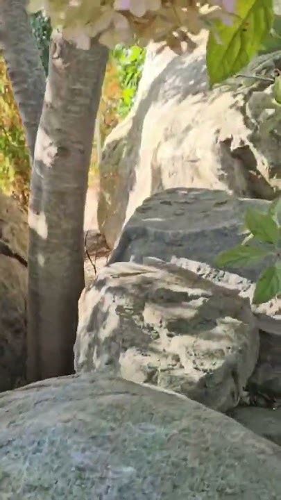 정원의 품격을 올려주는 조경석 Youtube