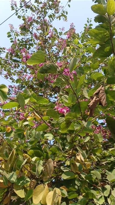 বলতো এটা কি ফুলের গাছ Jobhikasme Youtubeshorts Viralshorts Like Share Subscribe Foryou