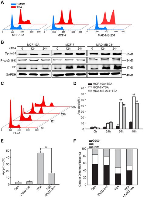 TSA Caused G2 M Phase Cell Cycle Arrest And Apoptosis In Breast Cancer