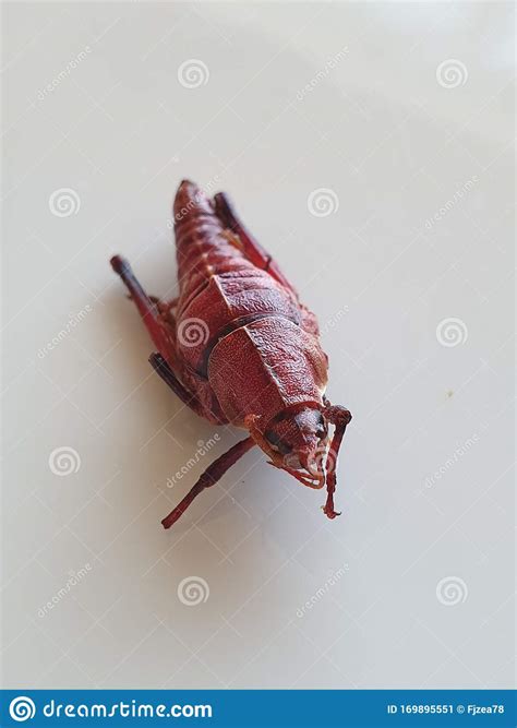 Traditional Mexican Food From The State Of Oaxaca Stock Image Image